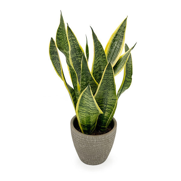 Potted Snake Plant | Sansevieria | Mother-In-Law's Tongue | Plant Gift ...